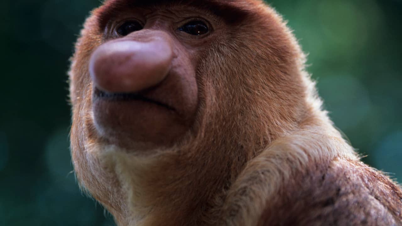 Nog maar één neusaap over in Apenheul | Wetenschap | NU.nl