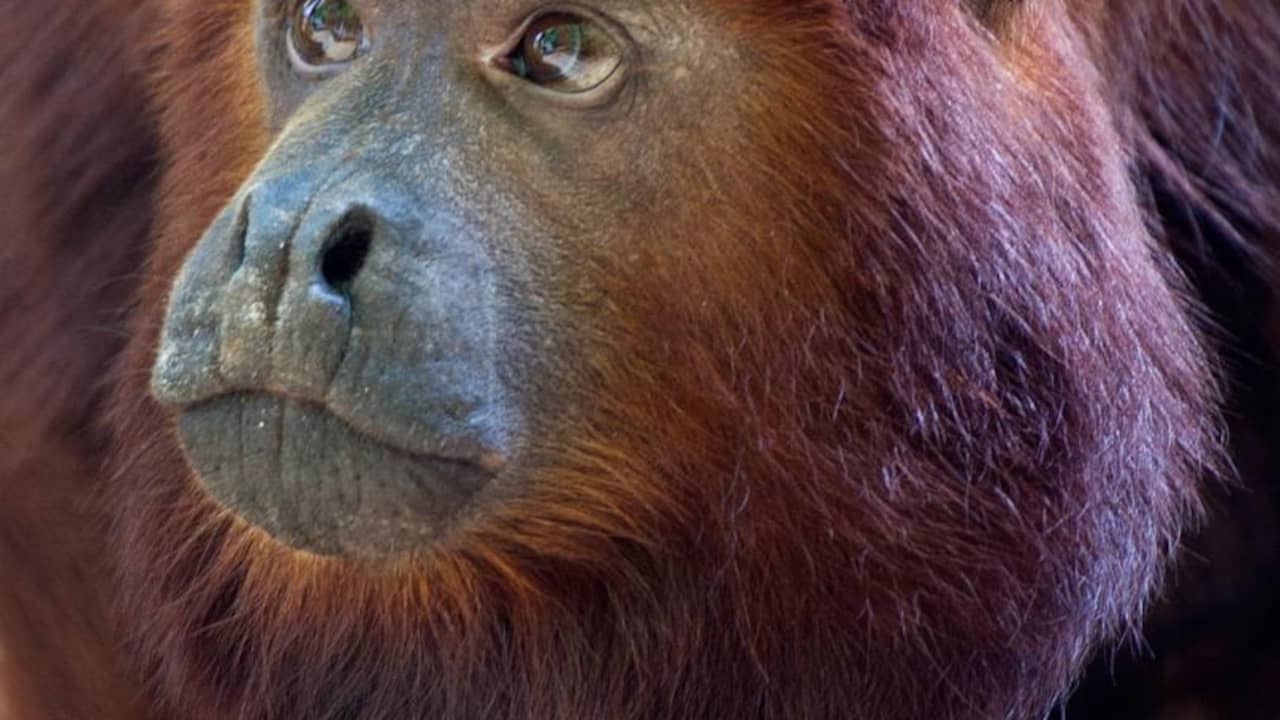 Rode brulaap geboren in Apenheul | Wetenschap | NU.nl