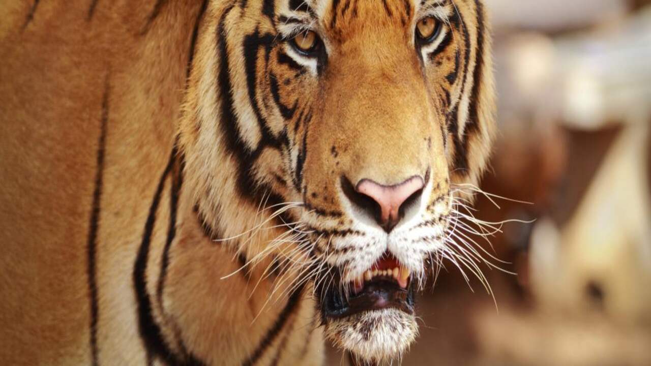 Indonesiërs gered van tijgers onder boom | Algemeen | NU.nl