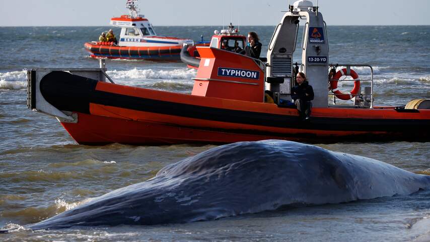 Potvis uit het water | Algemeen | NU.nl