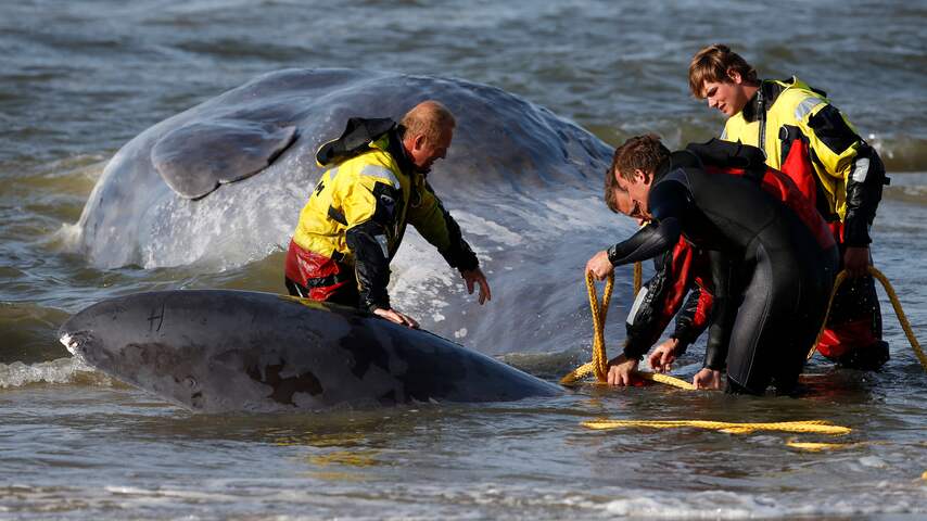 Potvis uit het water | Algemeen | NU.nl