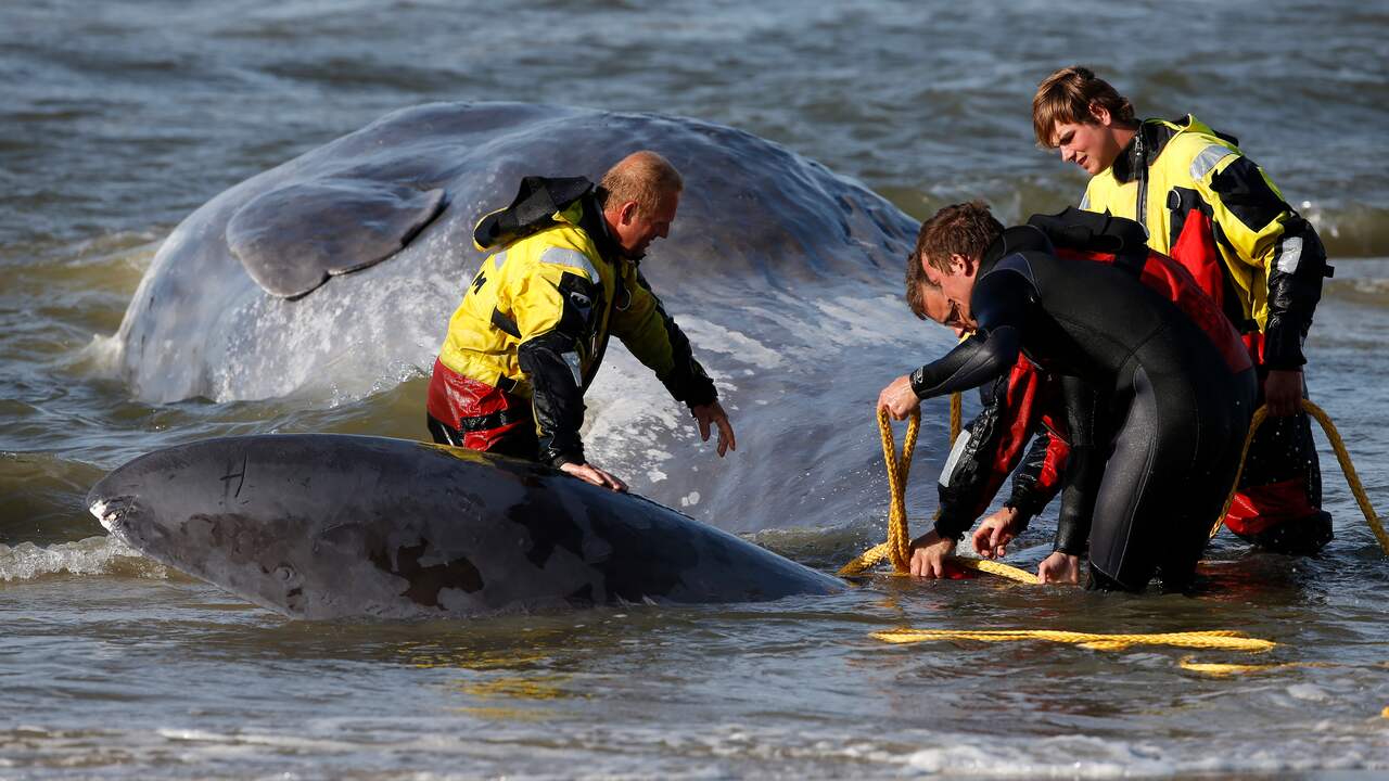Gestrande potvis op Terschelling is overleden | Algemeen | NU.nl