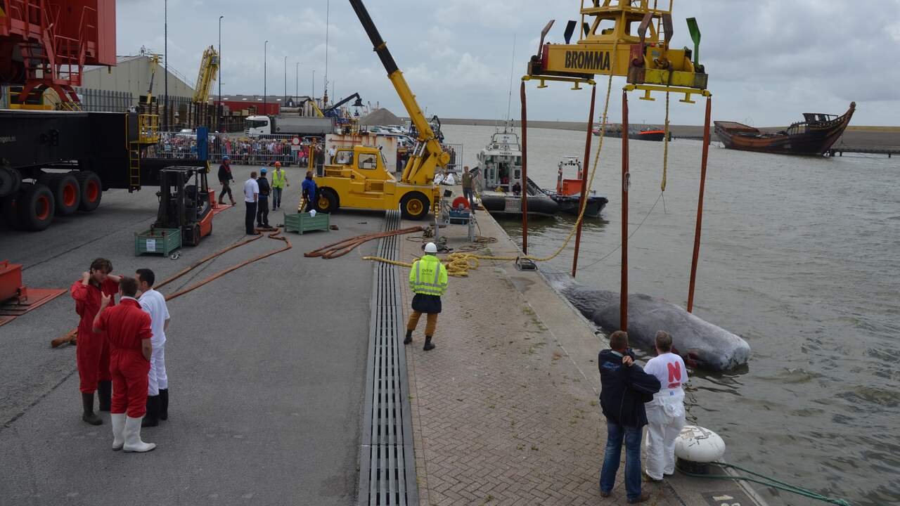 Potvis uit het water | Algemeen | NU.nl