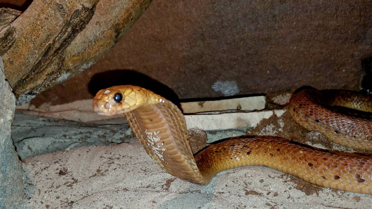 Eigenaar vervolgd voor ontsnapping cobra in Brabantse Made | Algemeen ...