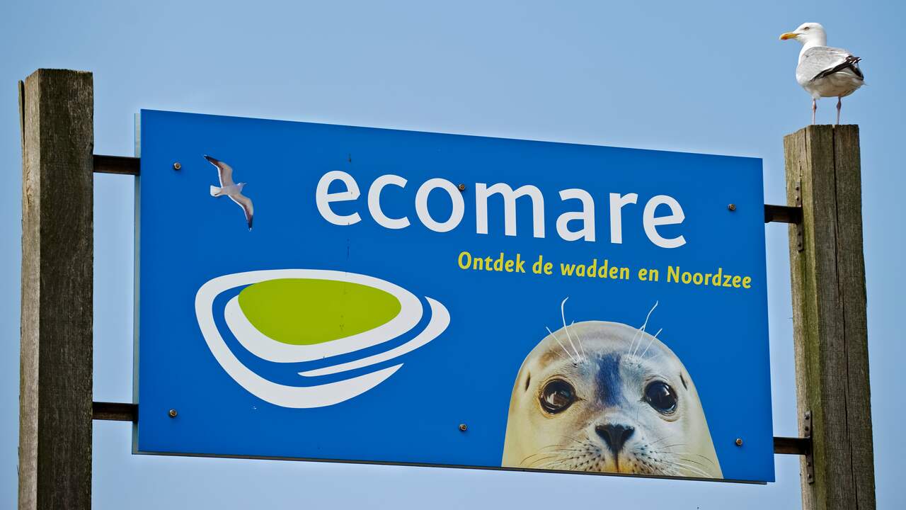 Ecomare wil dode zeldzame aal graag in bezit | Algemeen | NU.nl