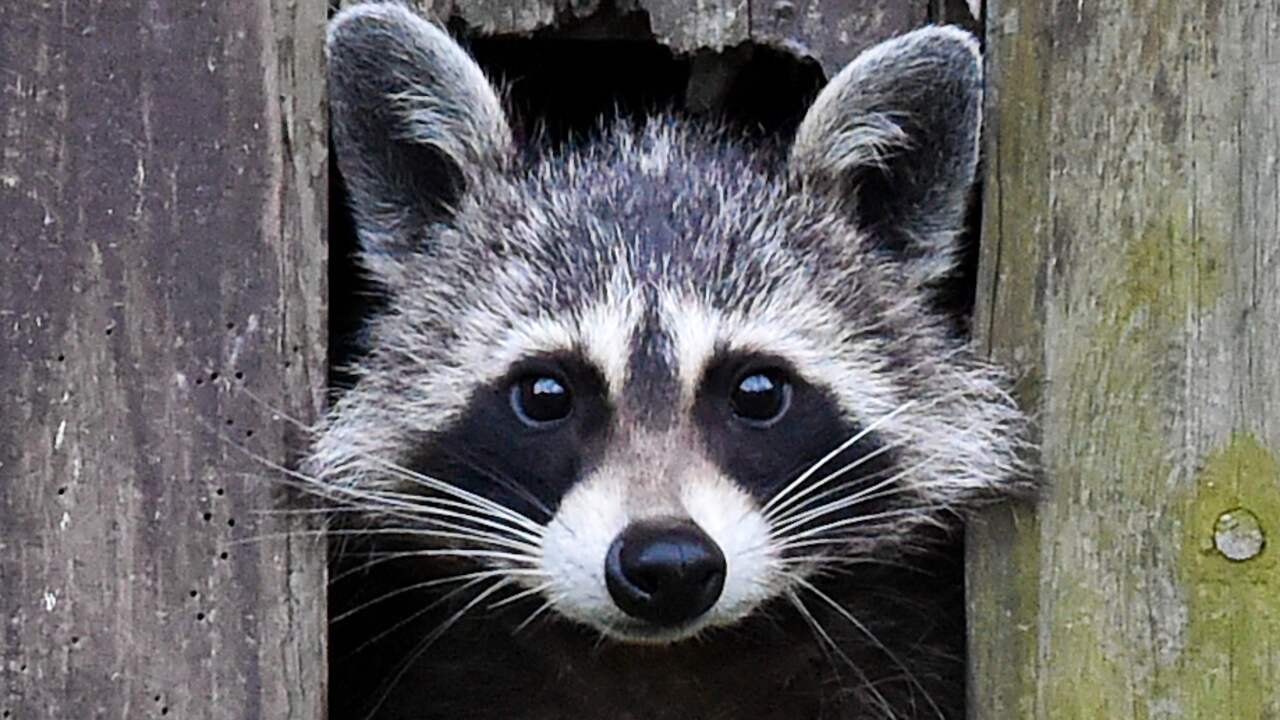 Wasbeer laat kerkklokken uren luiden in Duitse Bad Nauheim | Overig | NU.nl