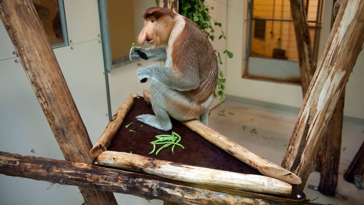 Laatste neusaap gaat weg uit Apenheul na overlijden soortgenoten ...