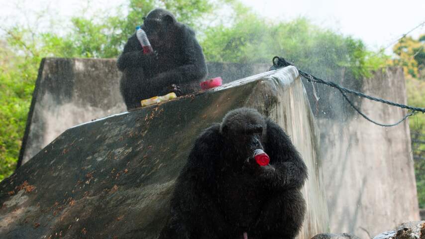 Thaise dierentuin koelt dieren met sproeiers en ijslollies | Dieren | NU.nl