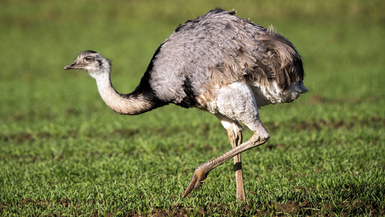 Grote Zuid-Amerikaanse loopvogel gestolen uit Duitse dierentuin ...