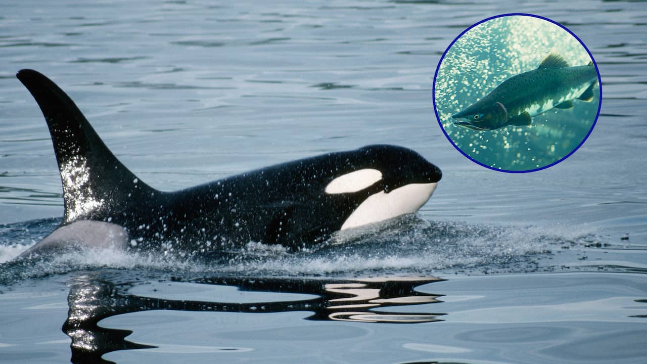 Orka's dragen na veertig jaar weer zalmhoedjes, maar waarom blijft een ...