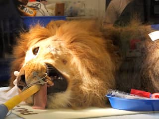 Dieren | NU - Het laatste nieuws het eerst op NU.nl