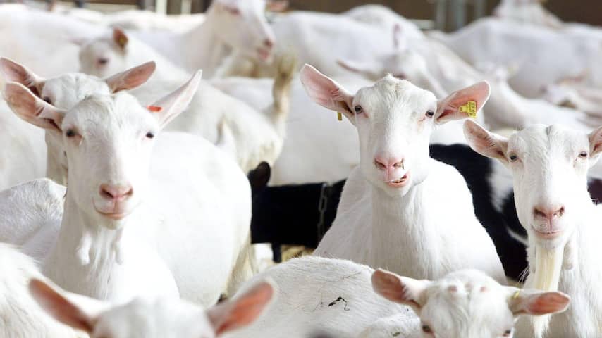 Stad in VS doet eigenwijze en stinkende geiten in de ban | Opmerkelijk ...