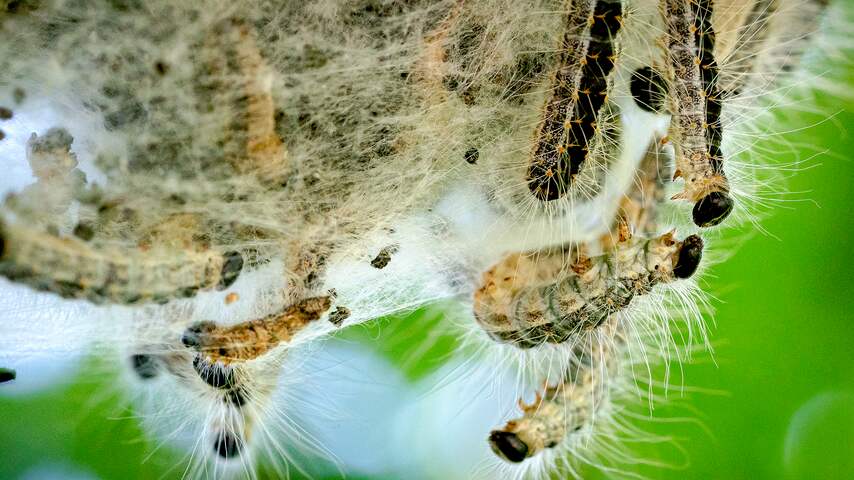 Eerste processierupsen hebben brandharen en kunnen voor overlast zorgen | Dieren | NU.nl