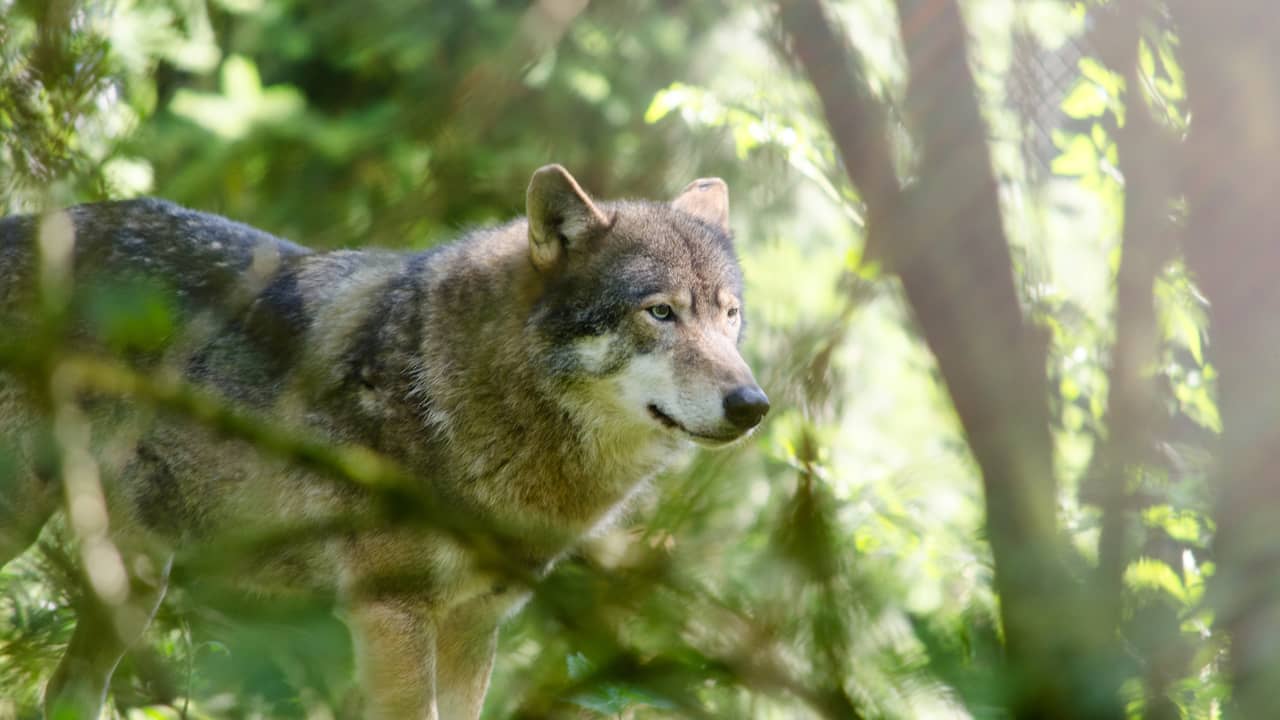 Hond toch gebeten bij confrontatie met mogelijke wolf bij Zeist | Wolf ...