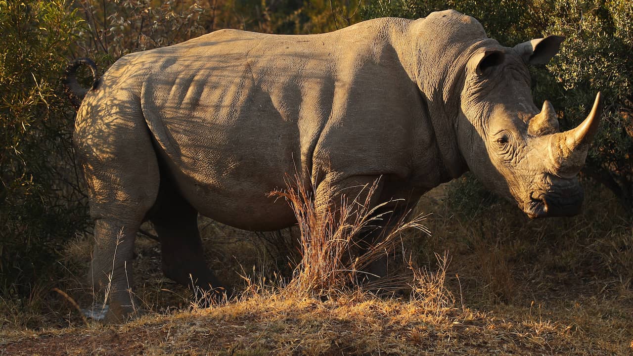 Zeldzame witte neushoorn overleden in dierentuin San Diego | Buitenland ...