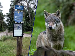 Wolf - NU.nl