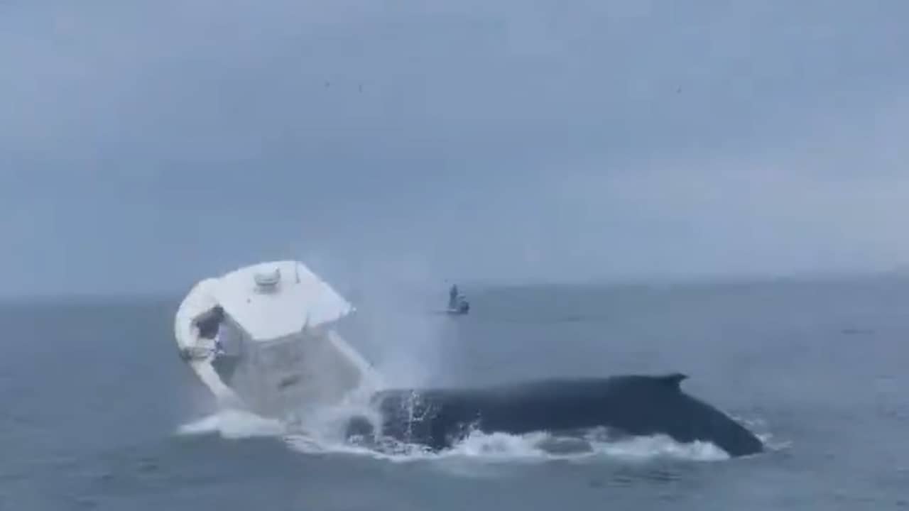 Walvis springt op boot voor Amerikaanse kust | NU.nl