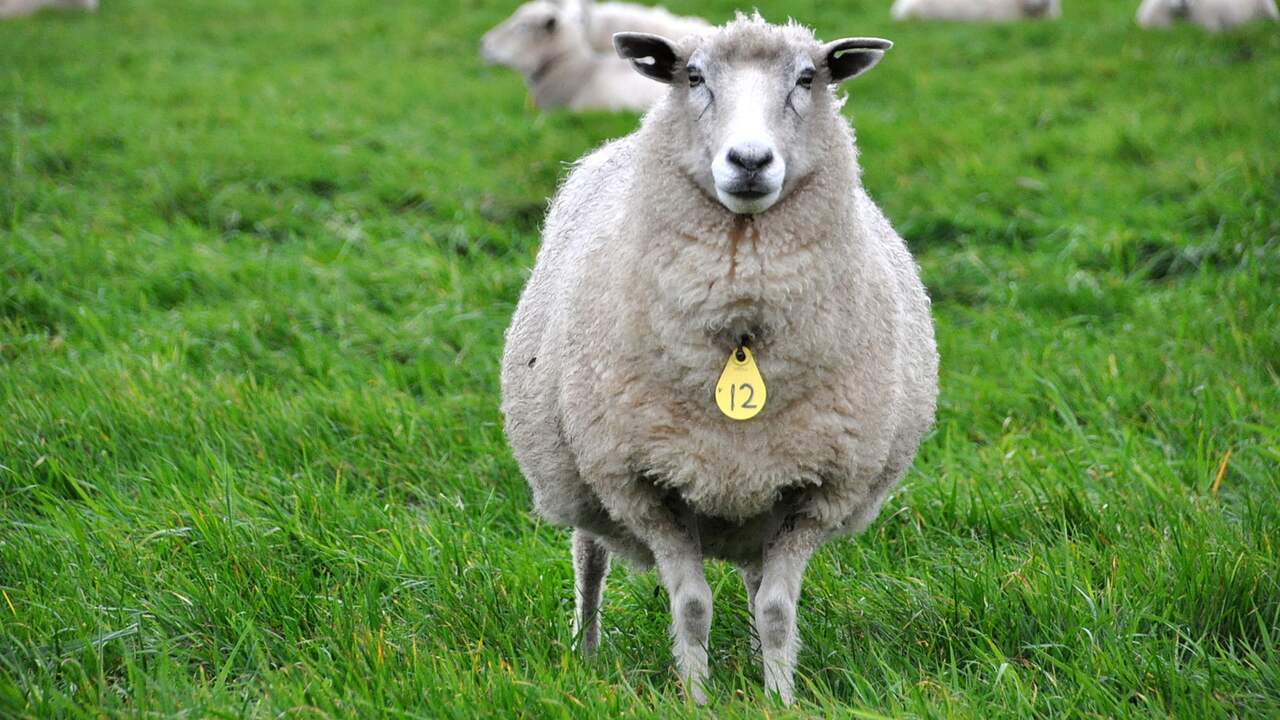 Politie redt schaap uit ijskoude sloot | Groningen | NU.nl