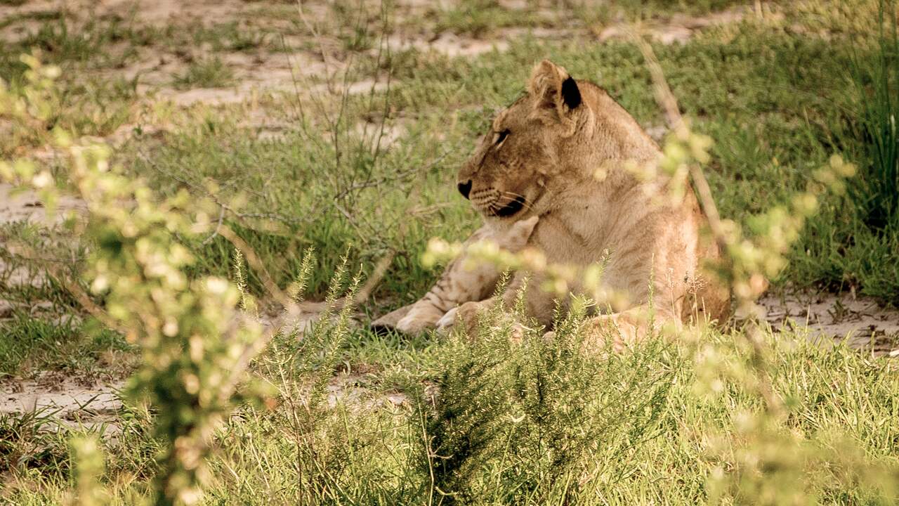 Duitse politie vraagt Stichting AAP om hulp bij opvang loslopende leeuwin | Dieren | NU.nl