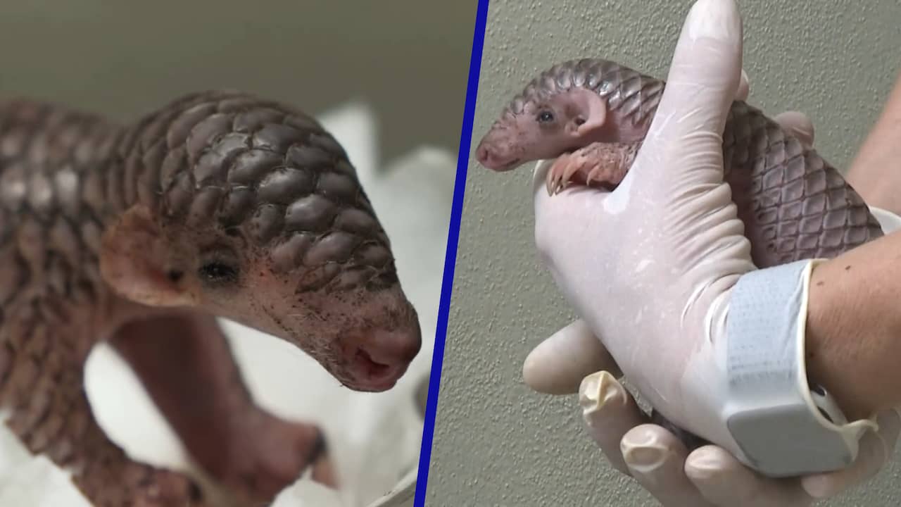 Pasgeboren pangolin maakt eerste meters in Tsjechische dierentuin | NU.nl