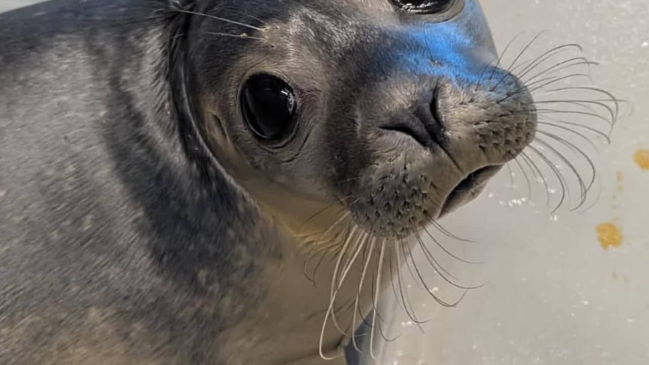 Zeehondenpup van illegale rave vrijgelaten | NU.nl