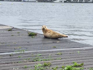 Dieren | NU - Het laatste nieuws het eerst op NU.nl