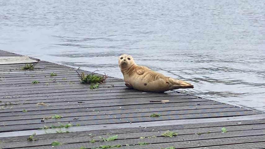 Zeehond gespot in Amsterdam, onduidelijk of het dezelfde is als in ...