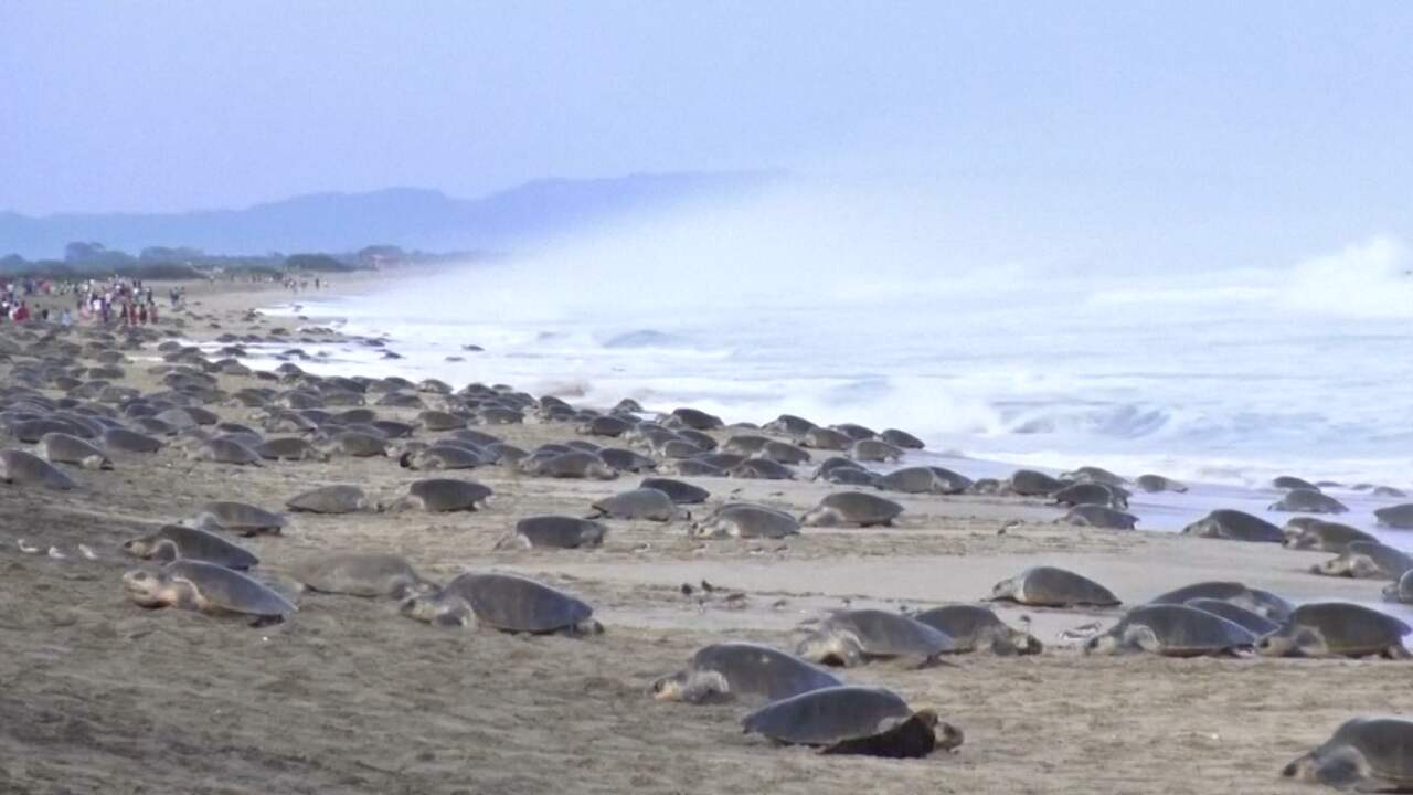 Tienduizenden schildpadden leggen eieren op strand in Mexico | NU.nl
