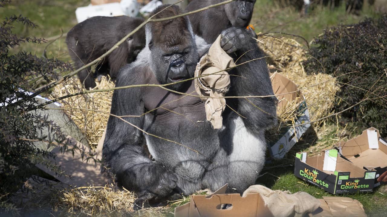 Gorilla Bokito stierf aan hartfalen, achterliggende oorzaak wordt ...