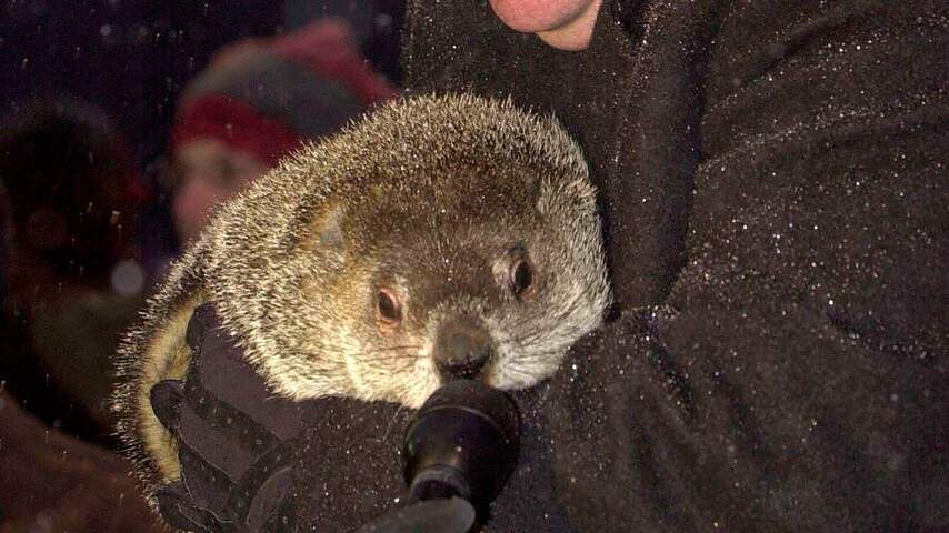 Bosmarmot Punxsutawney Phil voorspelt vroege lente | Overig | NU.nl