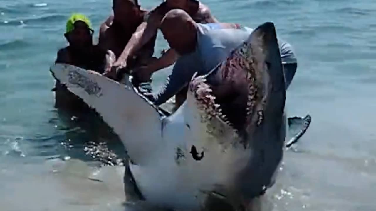 Amerikaanse strandgangers slepen spartelende haai terug de zee in | NU.nl