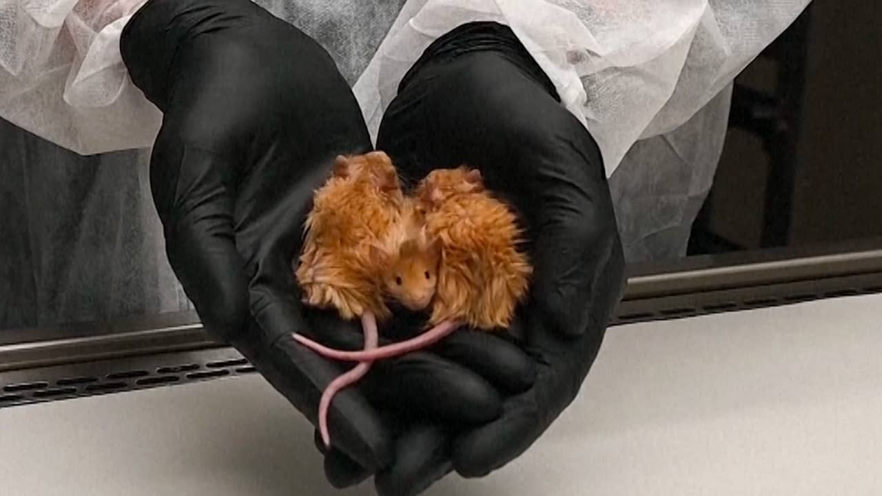 Wetenschappers willen mammoet weer tot leven wekken via wollige muizen ...