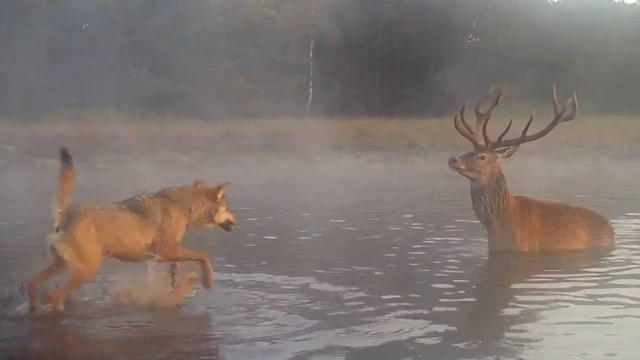 Wolven vechten met edelhert op de Veluwe | NU.nl