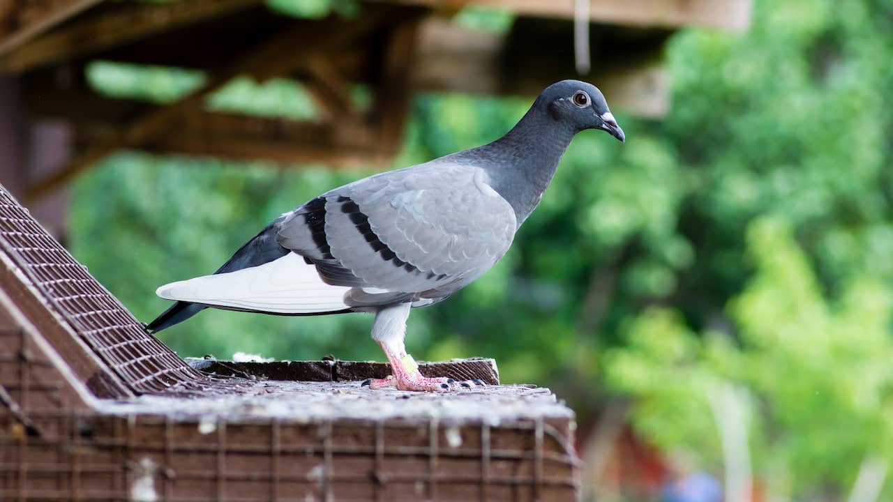 Viertal moet de cel in voor het stelen van honderd peperdure postduiven ...
