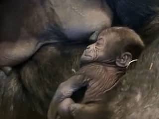 Beroemde gorilla Bokito op 27-jarige leeftijd overleden in Diergaarde Blijdorp | Dieren | NU.nl