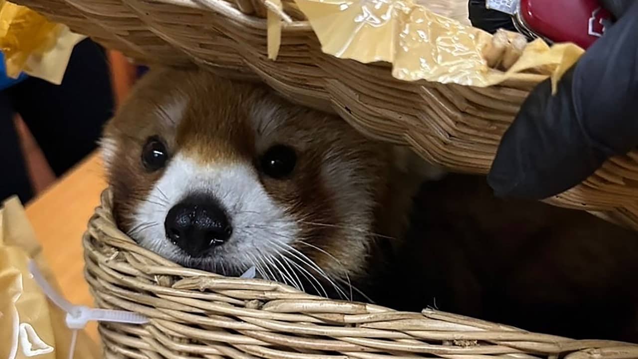 Rode panda en 86 andere dieren gevonden in bagage op Thais vliegveld ...