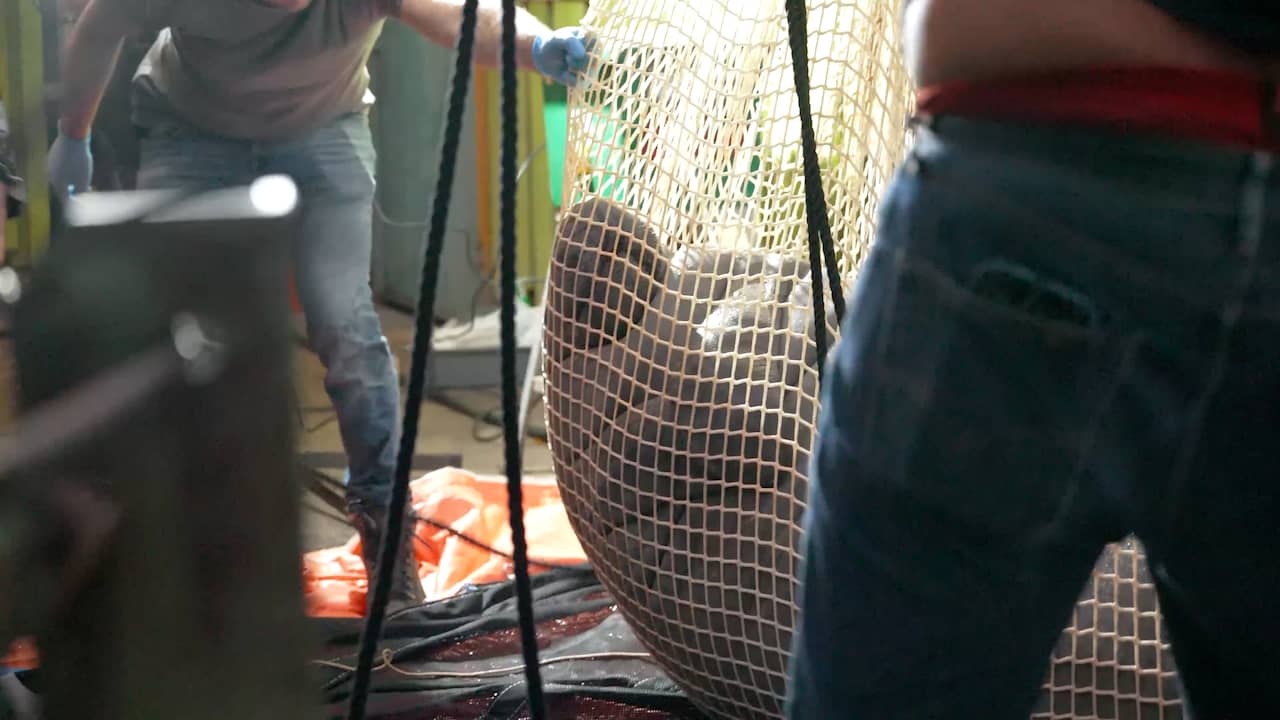 Zeekoe uit water getakeld voor verhuizing van Nederland naar Spanje | NU.nl