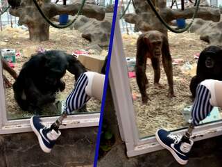 Ook volwassen chimpansees spelen: 'Vergroot de kans op succes bij jagen' | Dieren | NU.nl