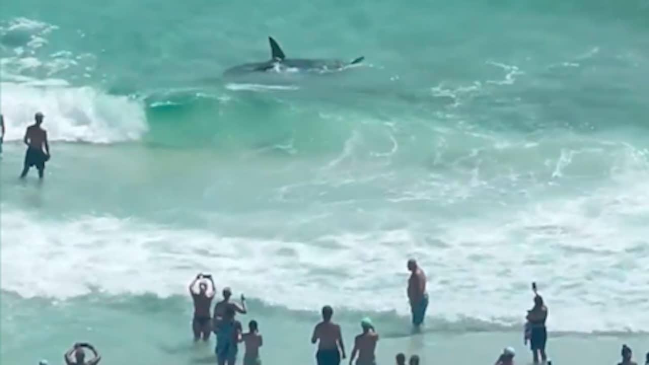 Amerikanen vergapen zich aan aanval van haai op rog | NU.nl