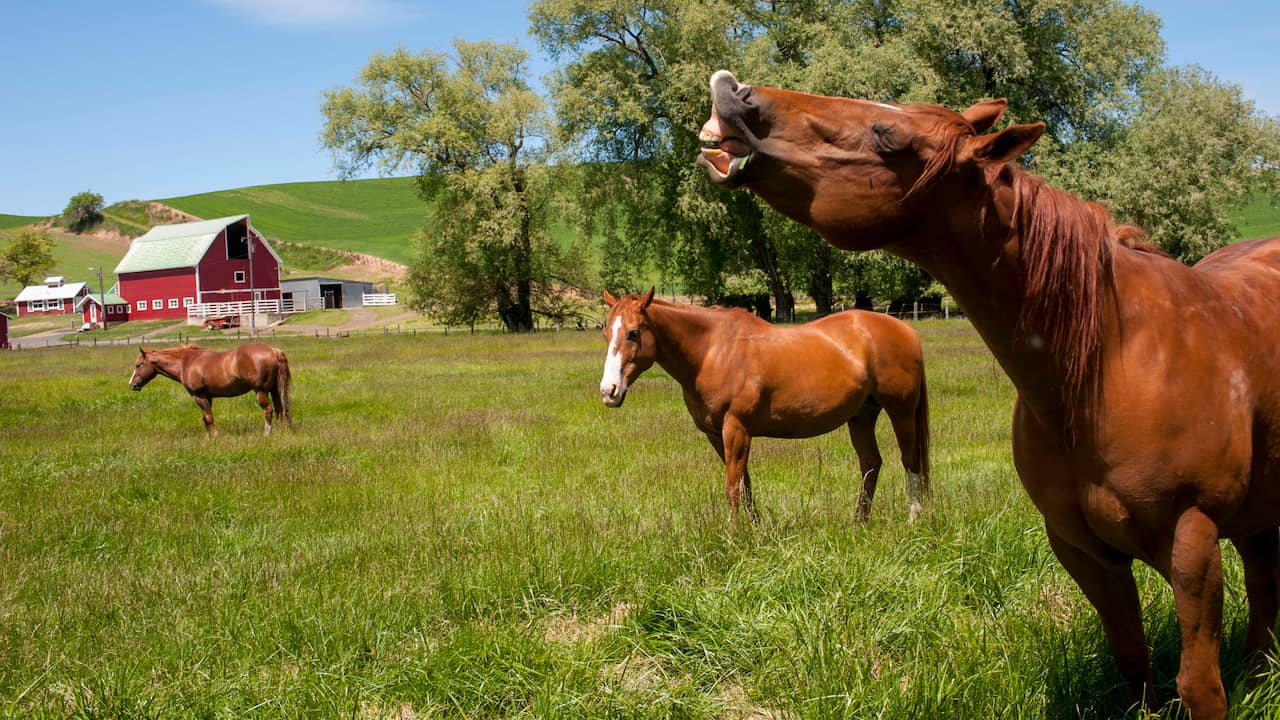 Hinniken van paarden blijkt complex geluid: zingen en fluiten tegelijk ...