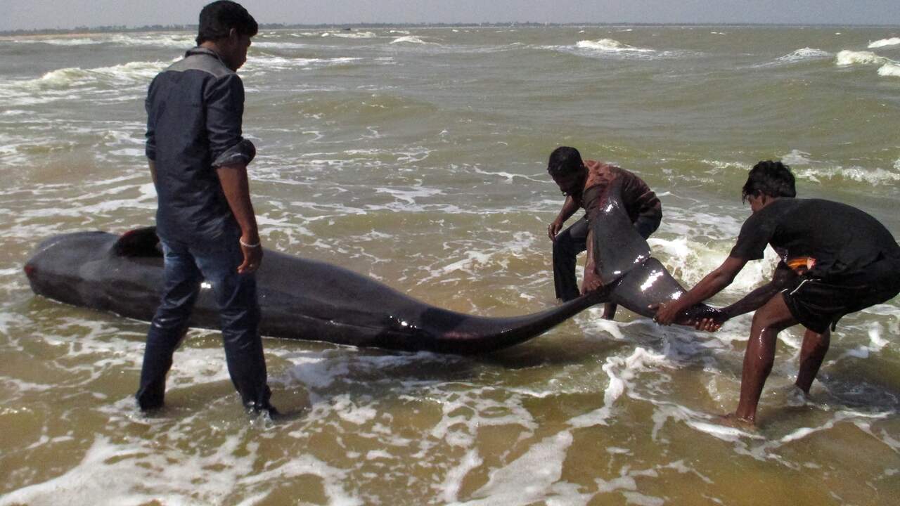 Tientallen grienden spoelen aan op zuidelijke kust India | Dieren | NU.nl