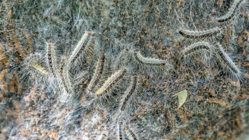 'Meer gemeenten gaan eikenprocessierups op natuurlijke manier bestrijden' | Binnenland | NU.nl