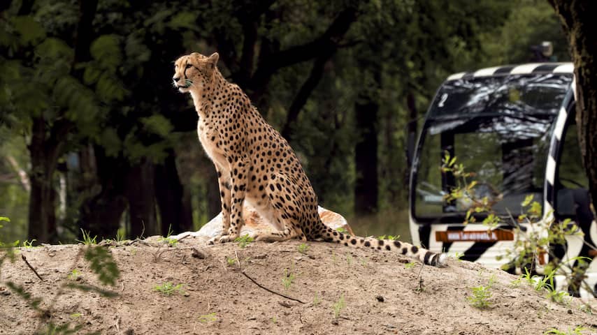 Cheeta's in Beekse Bergen na aanpassing weer (veilig) vanuit auto te spotten | Dieren | NU.nl