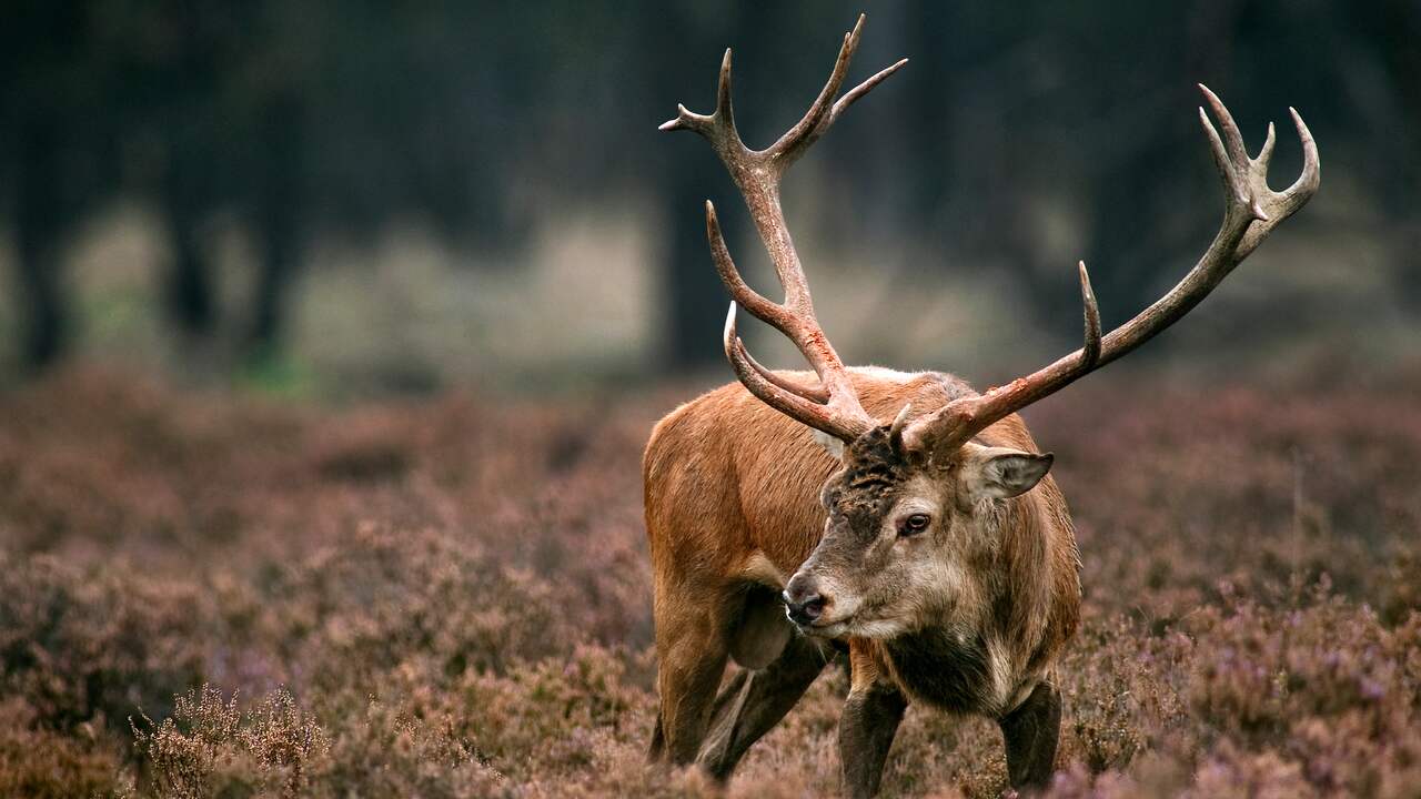 Tsjechisch hert gaat op de loop met geweer van jager | Opmerkelijk | NU.nl