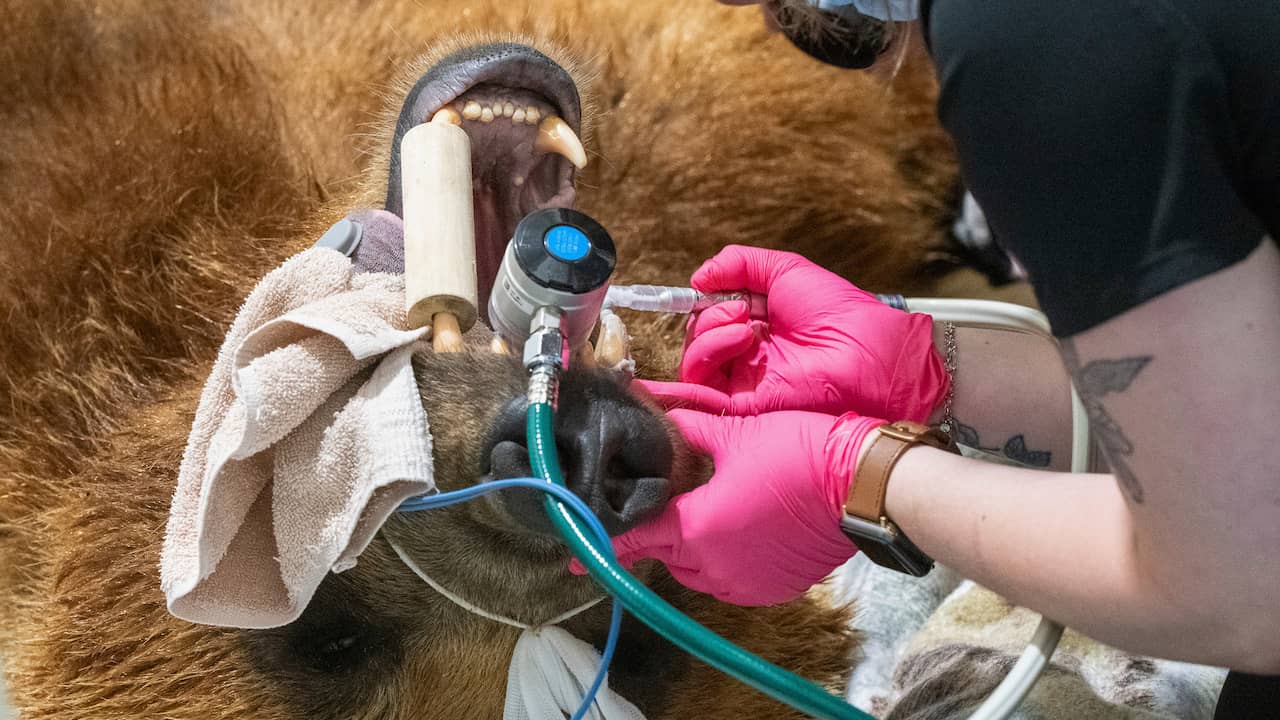 Bruine beer krijgt als allereerste beer een zilveren kroon op tand | Dieren | NU.nl