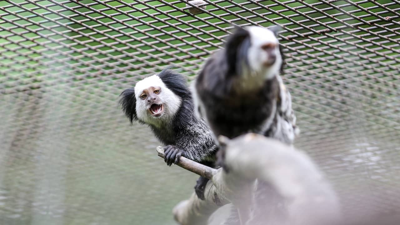 Wetenschappers ontdekken dat ook aapjes elkaar namen geven | Dieren | NU.nl