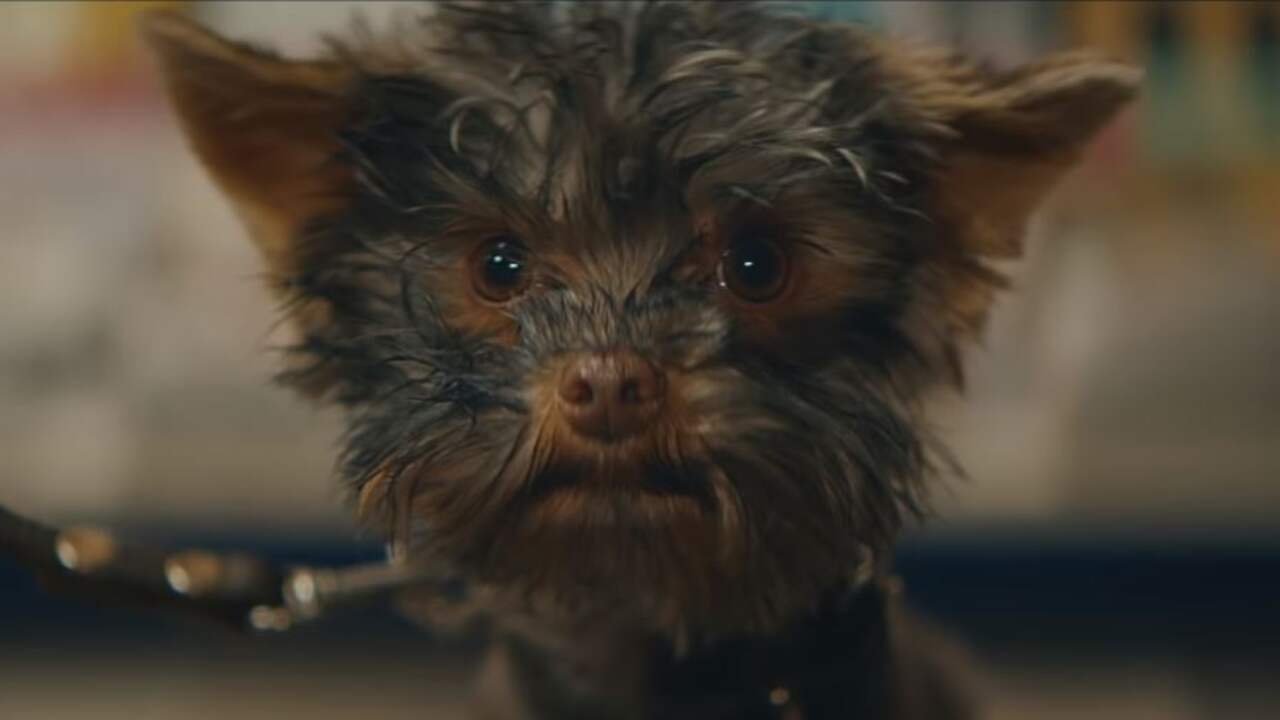 Staatsloterij-reclame met 'lelijk' hondje Frekkel wint Gouden Loeki ...