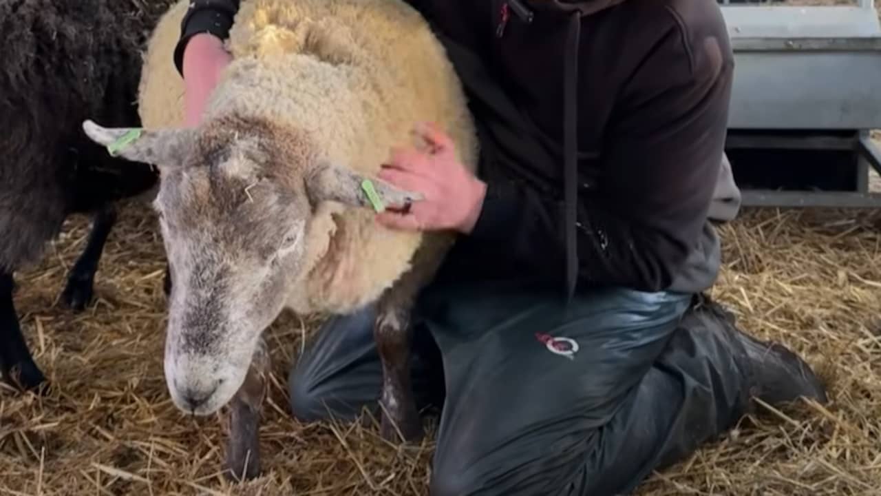 'Eenzaamste schaap van Groot-Brittannië' krijgt twee jaar na redding ...