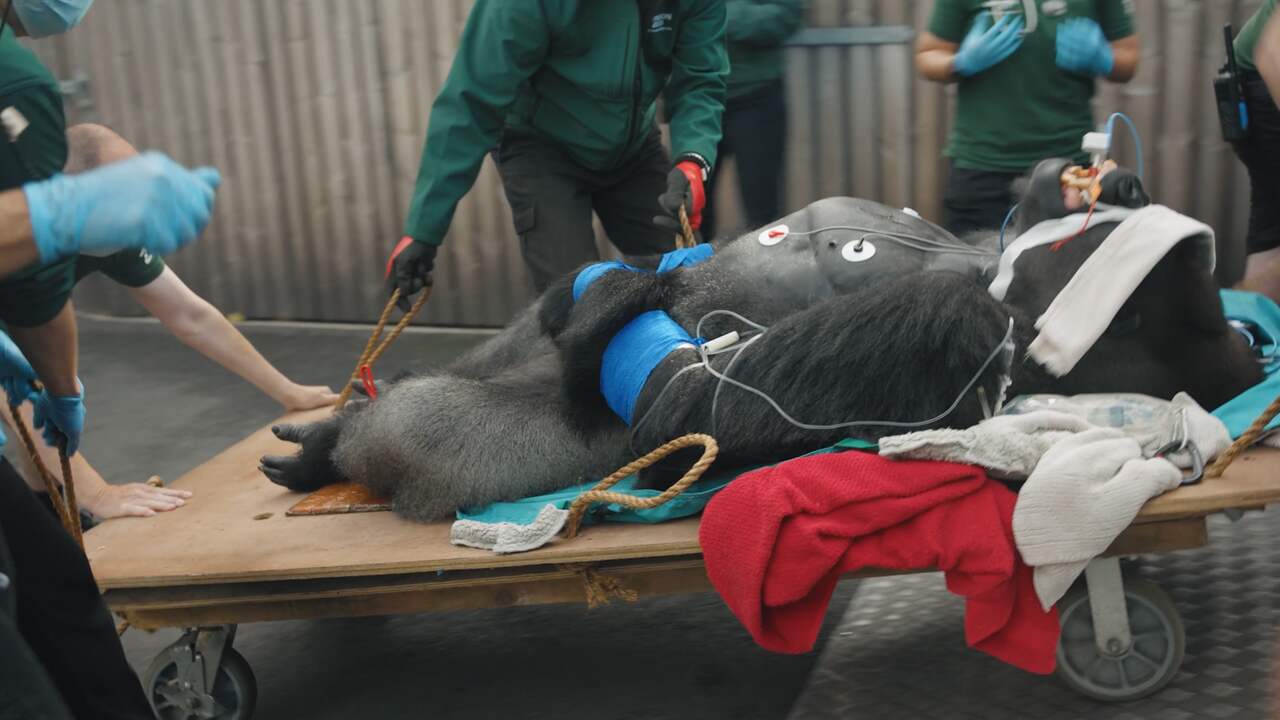 Gorilla uit Londen verdoofd en klaargemaakt voor CT-scan | NU.nl