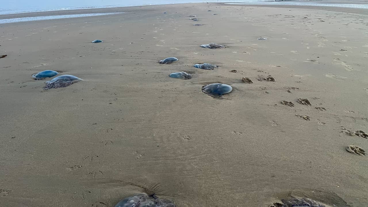 Kust vol kwallen? 'Na uurtje op het droge kunnen ze niks meer ...